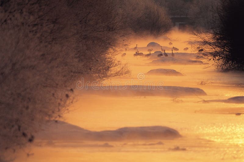 Birds With Dawn Picture. Image: 944083