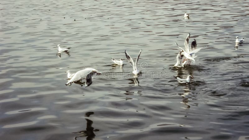 Birds Diving, Flying and Fighting Stock Photo - Image of fighting ...