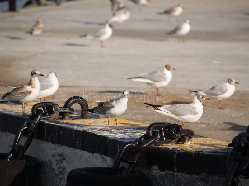 Birds on the dock stock photo. Image of animals, road - 11922154