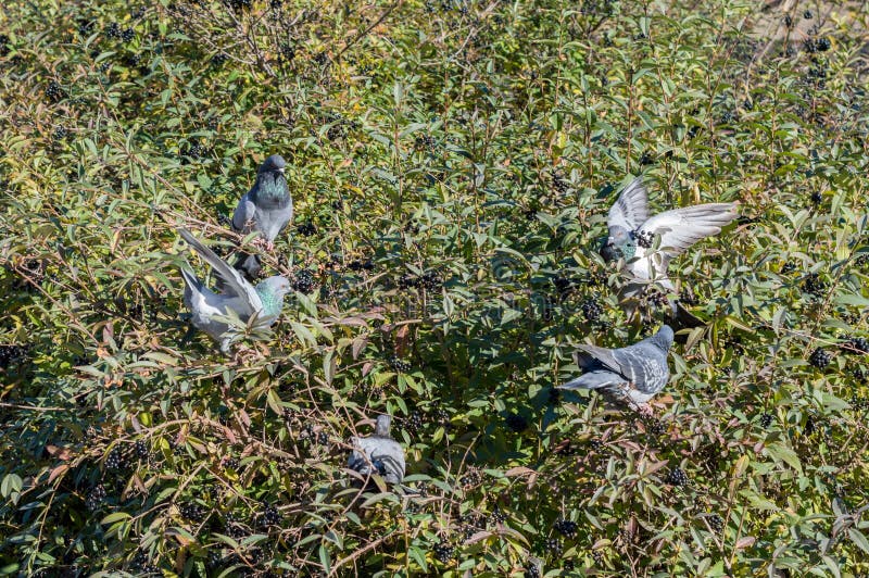Birds Dove Basking in the Sun Stock Photo - Image of bask, autumn: 46080976