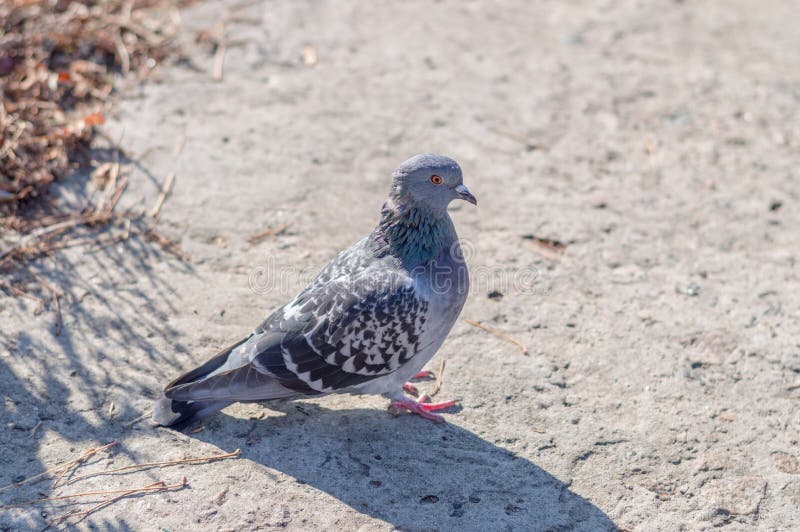 Birds Dove Basking in the Sun Stock Image - Image of basking, birds ...