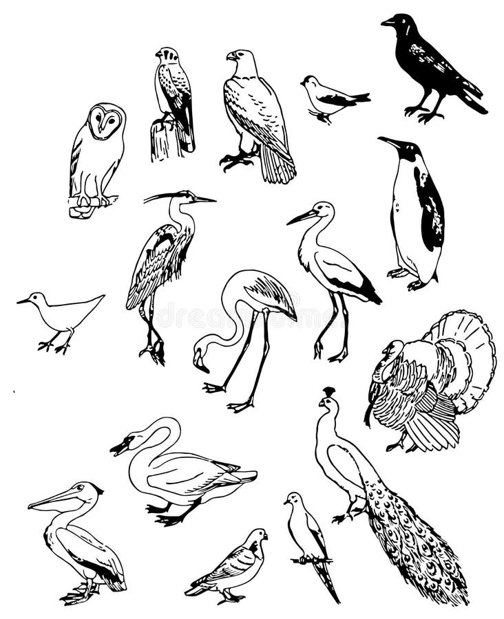 Birds stock illustration. Illustration of colors, rock - 31585201