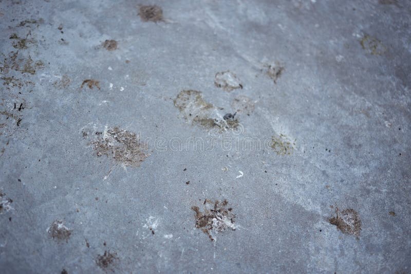 Birds Droppings Poop on the Footpath Texture Surface of Pavement. Stock ...