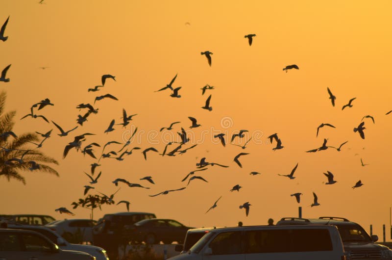 Birds at Dubai Beach at Sunset Stock Photo - Image of dubai, beach ...