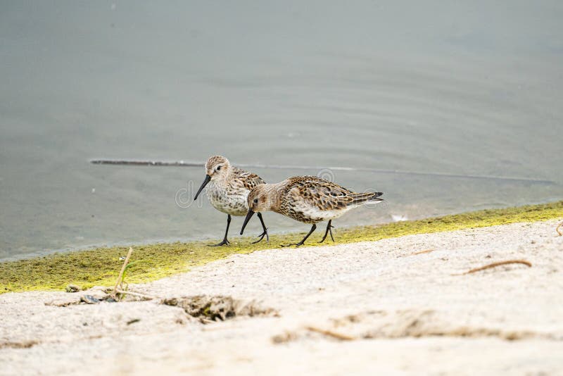 Birds Dunlin Feeding on the Shore Stock Photo - Image of birding, wader ...