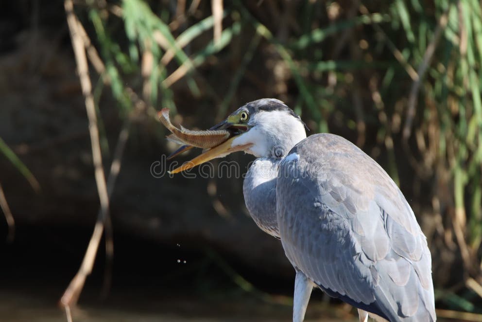 Birds Eat Fish in the River Stock Image - Image of look, good: 261246863