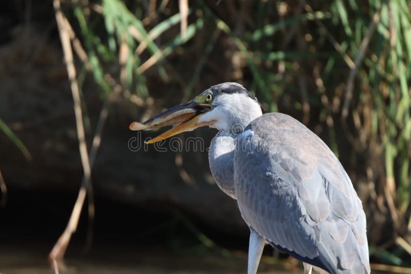 Birds Eat Fish in the River Stock Image - Image of looking, looks ...