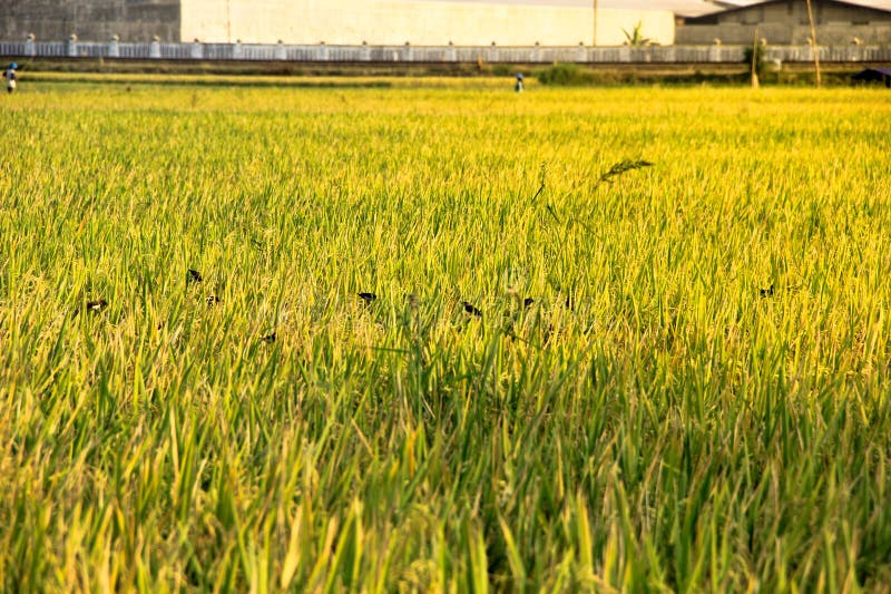 Birds Eat Rice in the Fields that Have Turned Yellow Stock Image ...