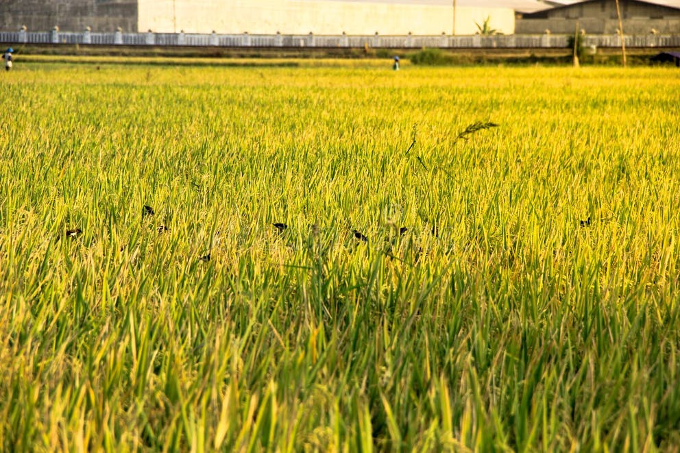 Birds Eat Rice in the Fields that Have Turned Yellow Stock Image ...