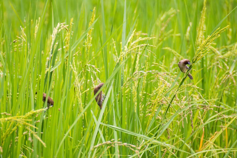 Birds eat in the rice stock image. Image of fast, natural - 91428237