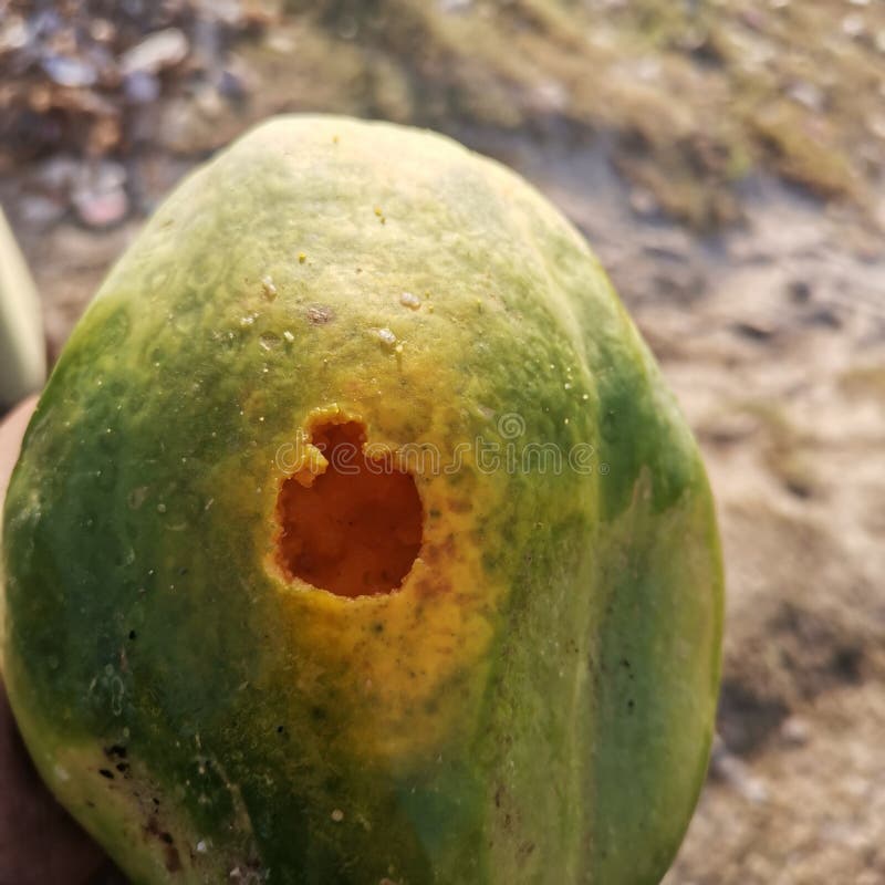 Birds eat ripe papaya stock image. Image of fruit, tree - 269863969