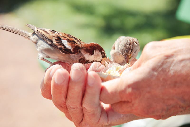 Birds Eating Bread Over Hand of Old Man in a Park. Stock Image - Image ...