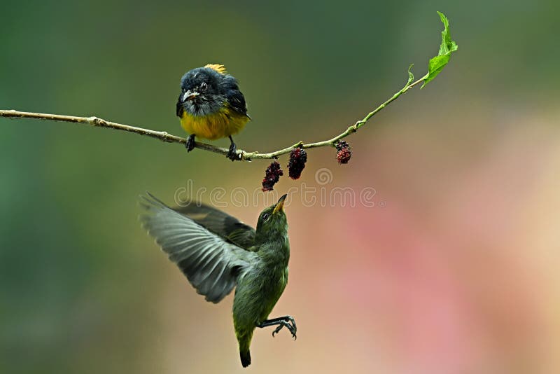 Birds are eating fruit stock image. Image of animal - 233062139