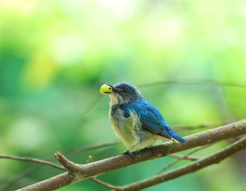 Birds Eating Fruit ( Buff-bellied Flowerpecker ) Stock Image - Image of ...