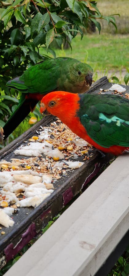 Birds Eating Garden Bird Food Together Stock Image - Image of beak ...