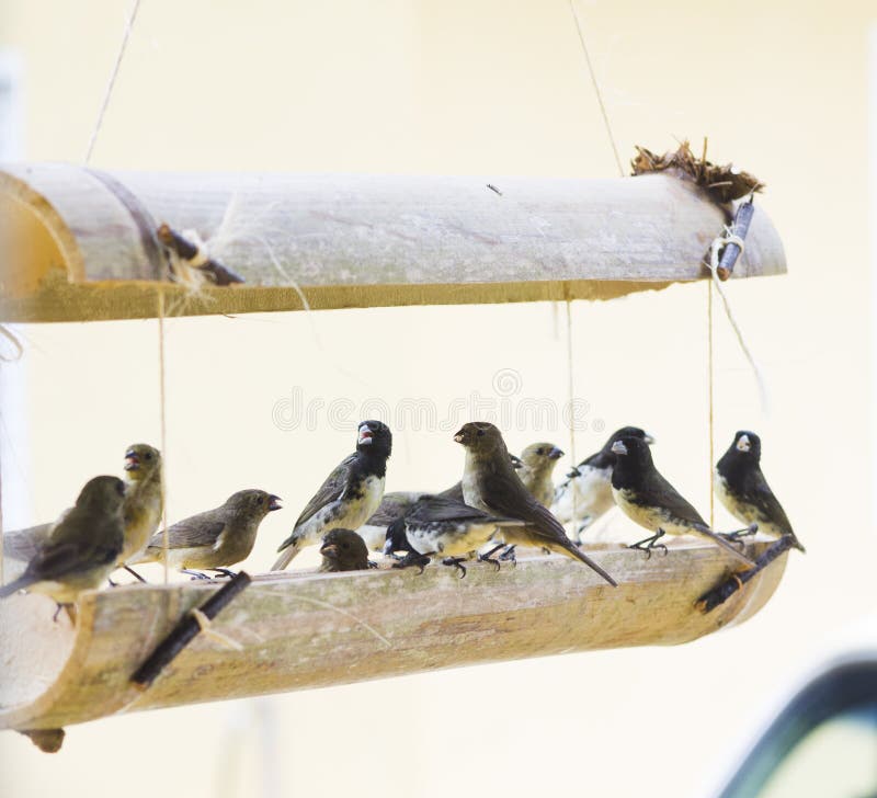 Little Bird Ten Flower Stock Photos - Free & Royalty-Free Stock Photos ...
