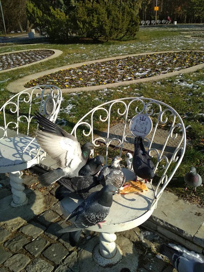 Birds eating in the park editorial photography. Image of park - 106496227