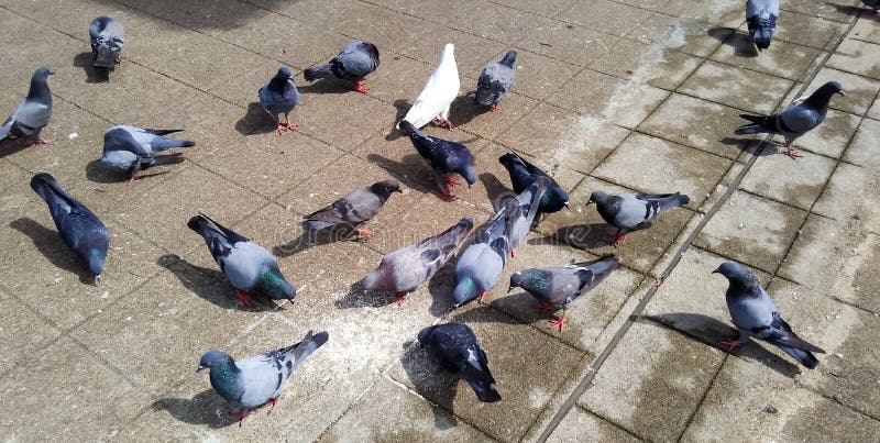 Birds eating rice stock photo. Image of group, friendship - 71483792