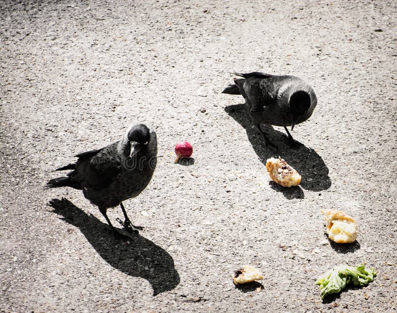 Birds Eating the Vegetable on the Ground, Light and Shadow Stock Photo ...