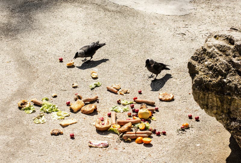Birds Eating the Vegetable on the Ground, Natural Scene Stock Image ...