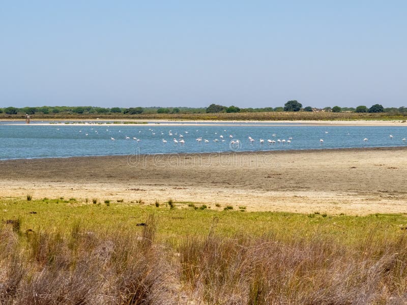 Birds on the Edge of the River Marshes Stock Photo - Image of blue ...