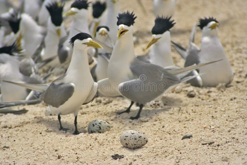 Catbird Eggs stock photo. Image of birth, tend, mocking - 1516982