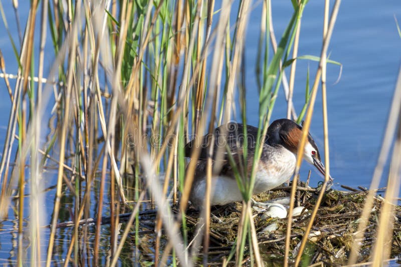 Birds with eggs on a lac stock image. Image of activities - 55128989