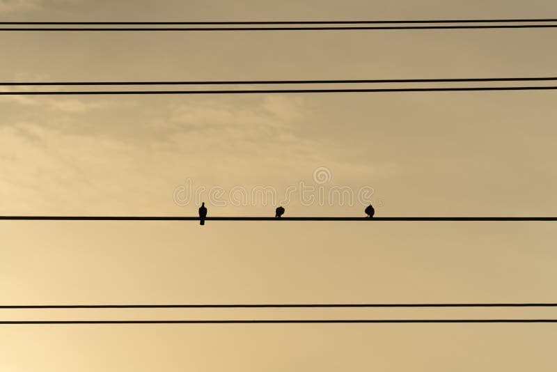 Birds on a Electric Cable Wire Stock Image - Image of power, birds ...