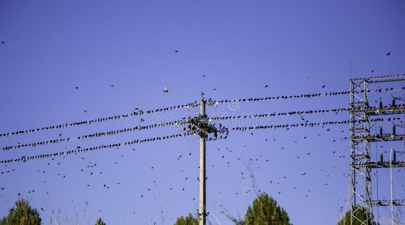 Birds in electric tower stock photo. Image of outdoor - 201446382