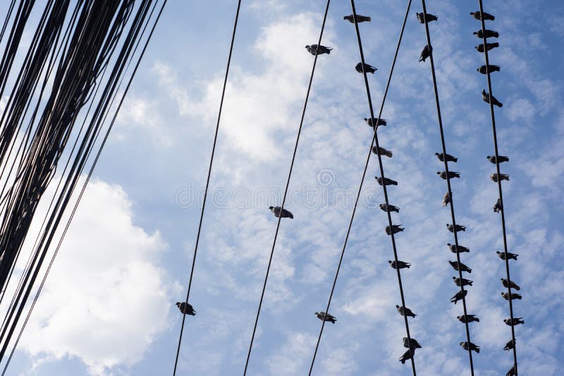 Birds on electric wire stock image. Image of stay, electric - 84664443