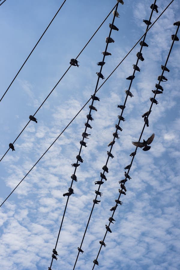 Birds on electric wire stock image. Image of electric - 84669115