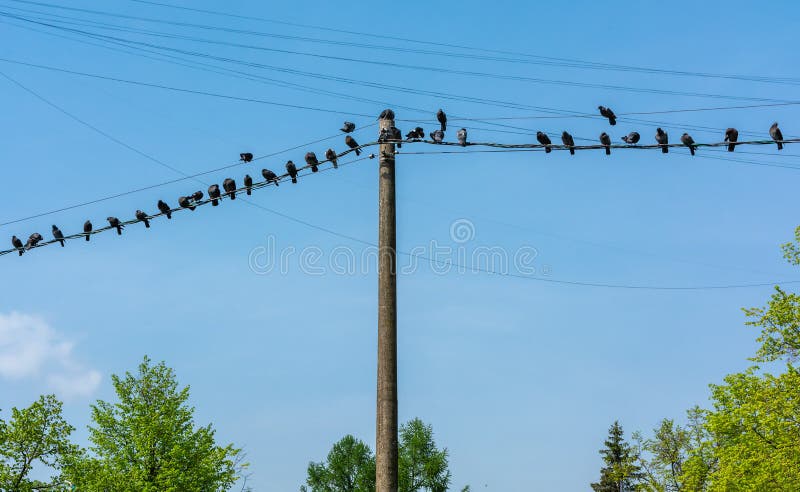 Birds on Electric Wire stock photo. Image of pigeon - 147349712