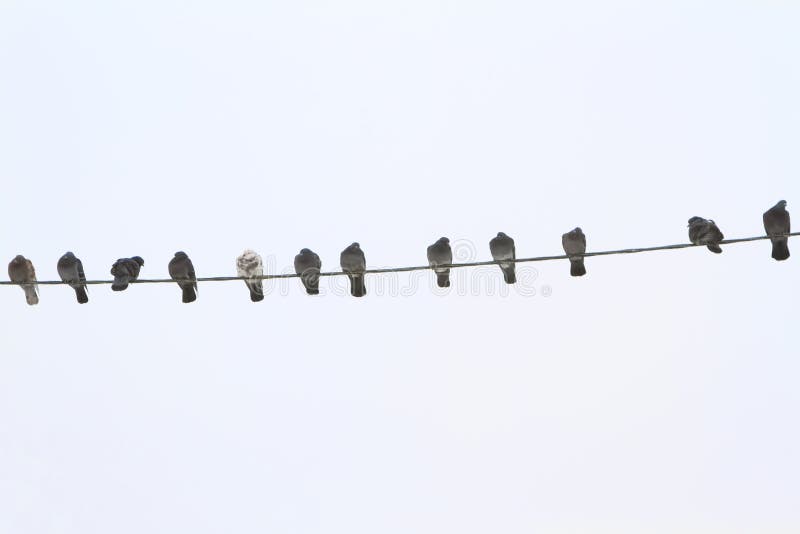 Birds on a Electrical Wire Over Sky Stock Photo - Image of cold, beak ...