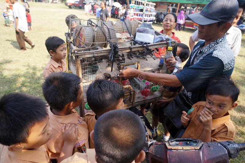 Birds editorial photo. Image of observe, central, solo - 56579221