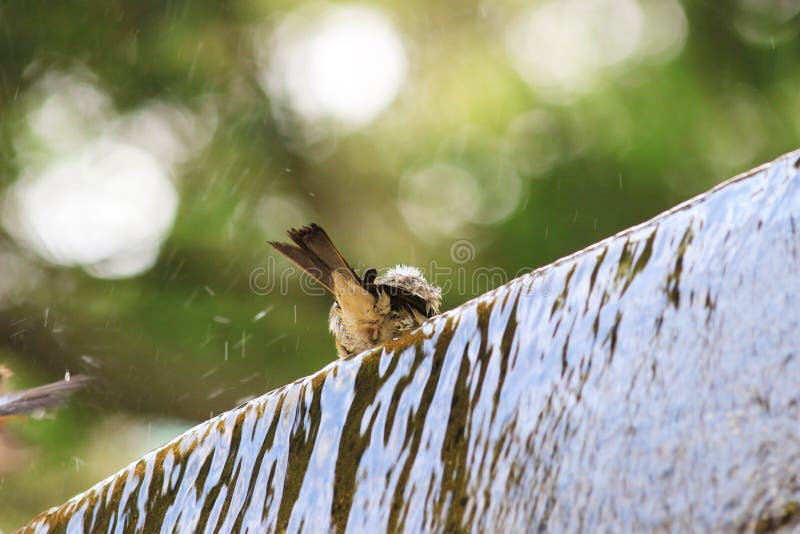 Birds are Enjoying a Wash in a Bird Bath Stock Image - Image of bathing ...