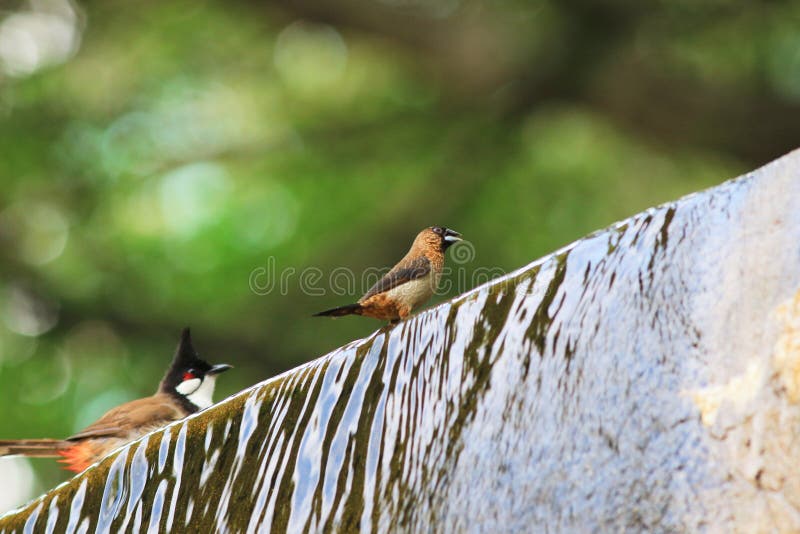 Birds are Enjoying a Wash in a Bird Bath Stock Photo - Image of spring ...