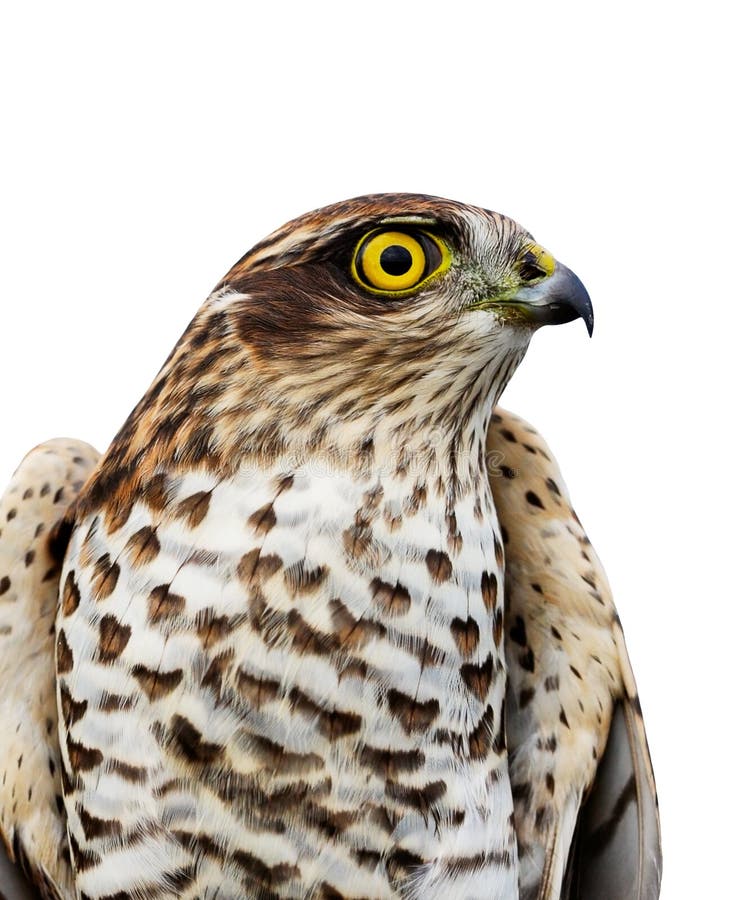 Sparrow-hawk stock image. Image of aggression, discovery - 28506103