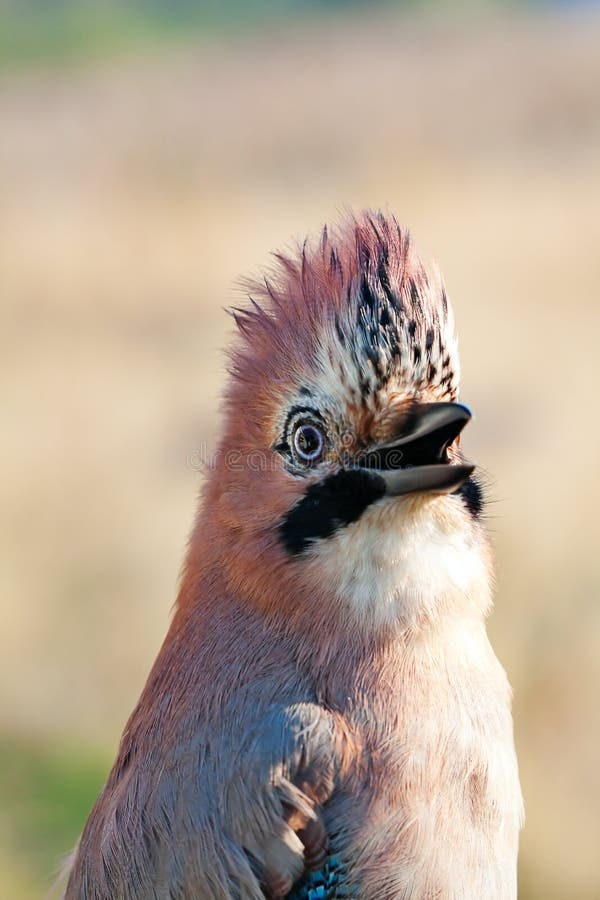 Birds Europe World Jay Stock Photos - Free & Royalty-Free Stock Photos ...