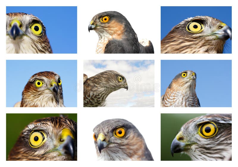 Birds of Europe and World - Sparrow-hawk Stock Photo - Image of close ...
