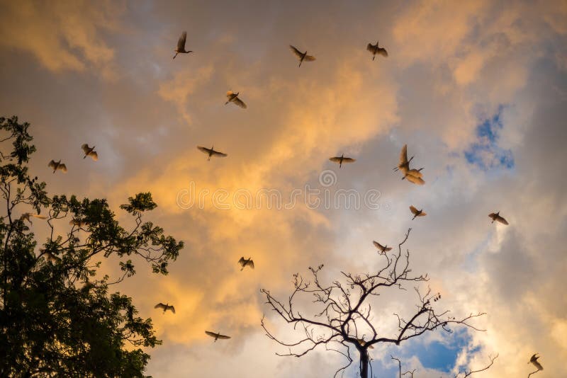 Birds in the evening sky stock photo. Image of branches - 133868322