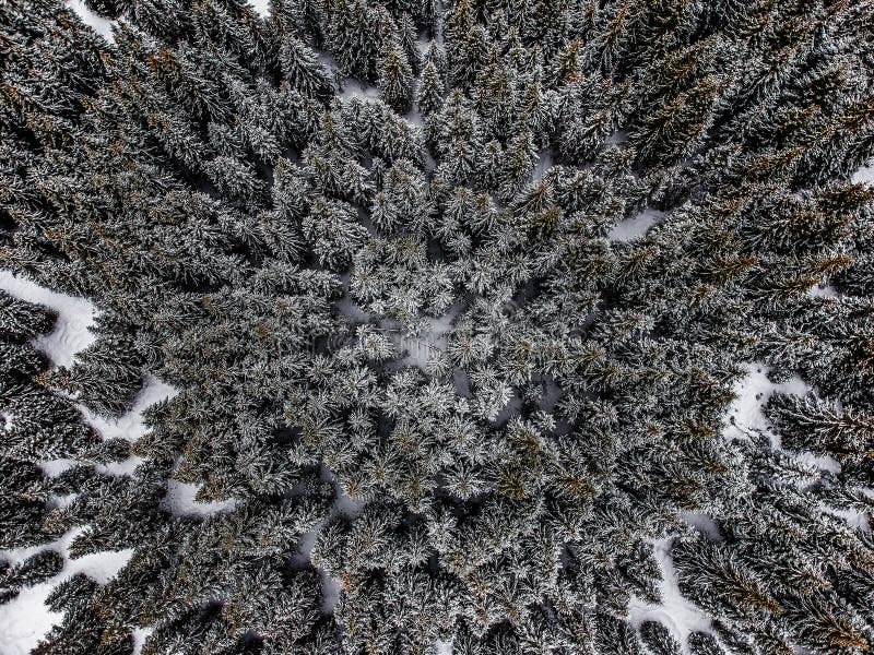 Birds Eye, Aerial View of Forest Covered with Snow Stock Image - Image ...