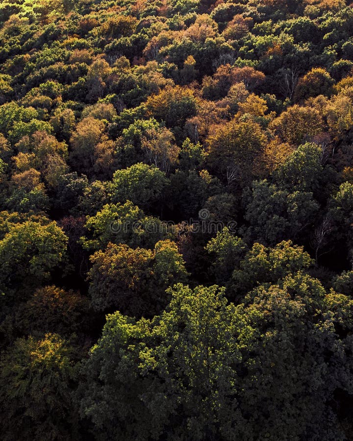 Birds-eye Shot of Dense Forest in the Fall Stock Photo - Image of park ...