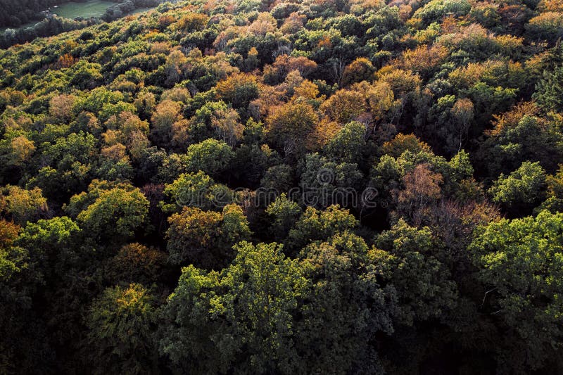 Birds-eye Shot of Dense Forest in the Fall Stock Image - Image of ...