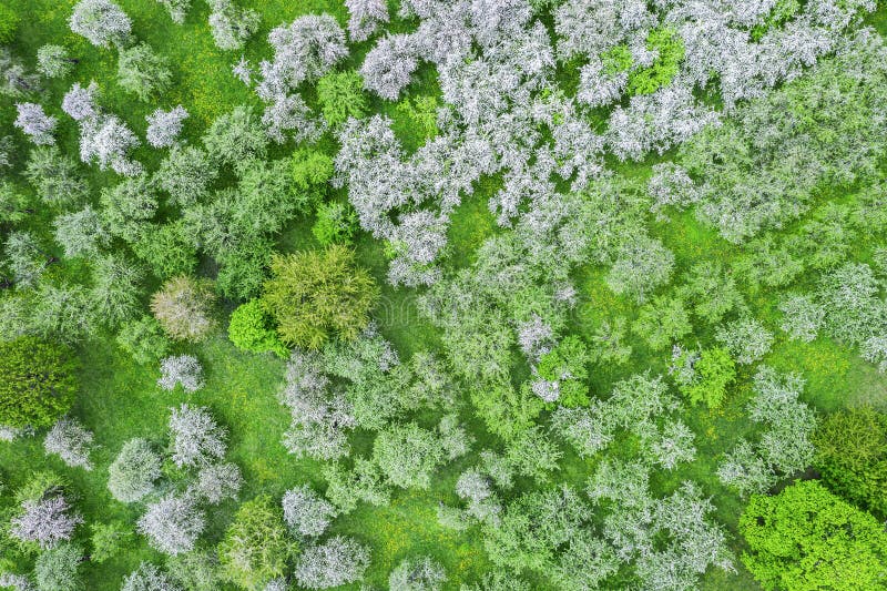Birds Eye View of Apple Orchard with Trees in Rows Stock Photo - Image ...