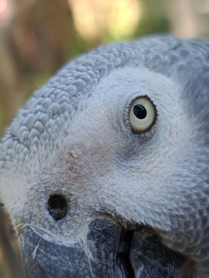 Birds eye view stock photo. Image of waterbird, ducks - 221678776