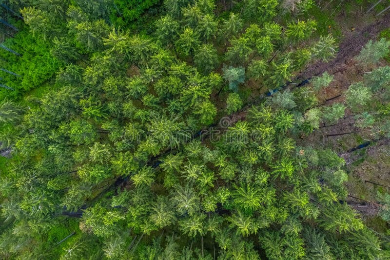 Birds Eye View from the Drone To a Empty Road through the Forest with ...