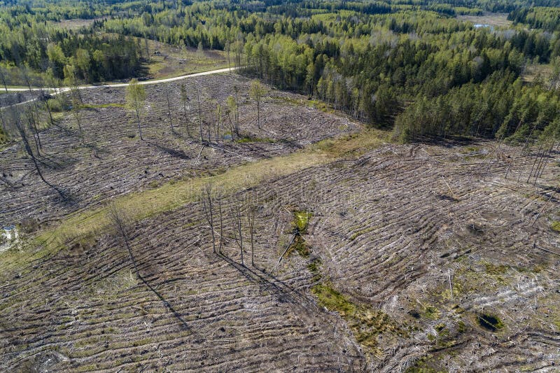 Birds Eye View of a Felling. Stock Photo - Image of broken, felled ...