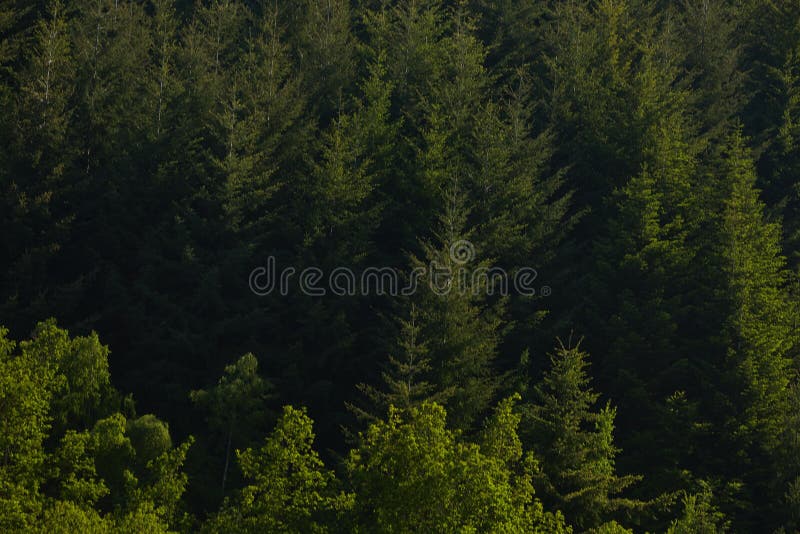 Birds Eye View of a Forest during Daytime Stock Image - Image of park ...