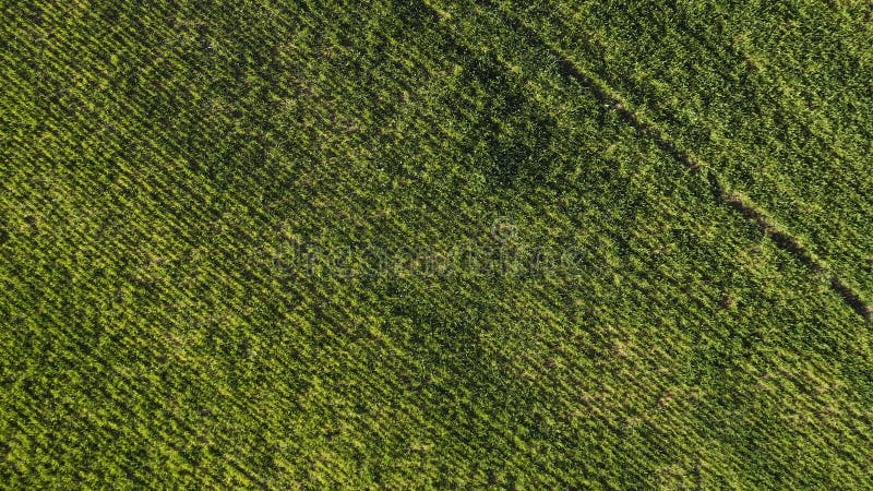 Birds-eye View of Green Field Stock Image - Image of ecology, aerial ...