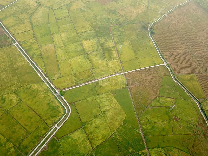 Birds-eye View of a Paddy Field Stock Image - Image of farm, farmland ...